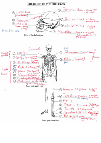 Introduction to the Skeletal System | Teaching Resources