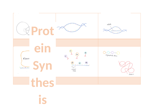 Protein Synthesis Comic Strip Diagram | Teaching Resources