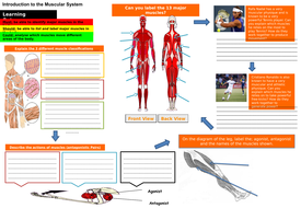 GCSE PE - Component 1 - Applied Anatomy and Physiology - Muscular ...