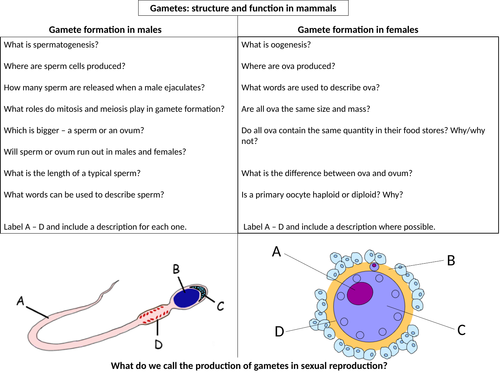 Mammalian gamete formation A3 sheet | Teaching Resources