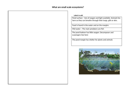 Small scale Ecosystems | Teaching Resources