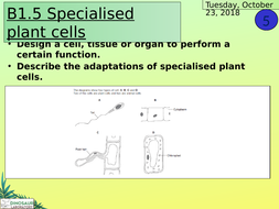 KS4 Specialized plant cells | Teaching Resources