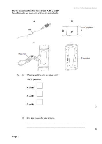 KS4 Specialized plant cells | Teaching Resources