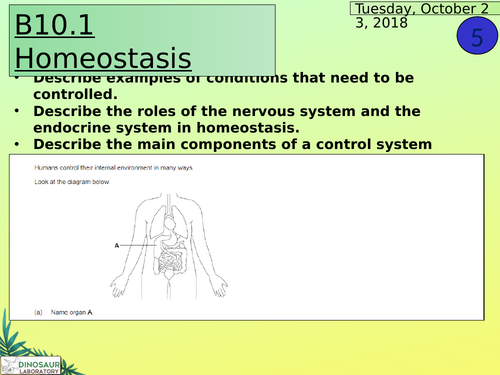 Homeostasis | Teaching Resources Homeostasis | Teaching Resources