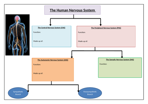 Structure and Function of Nervous System, ANS and James-Lange Theory ...