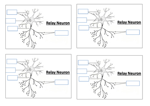 Structure and Function of Neurons and Hebb's Theory (2 part lesson) AQA ...