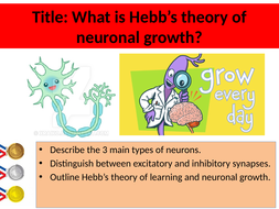 Structure and Function of Neurons and Hebb's Theory (2 part lesson) AQA ...