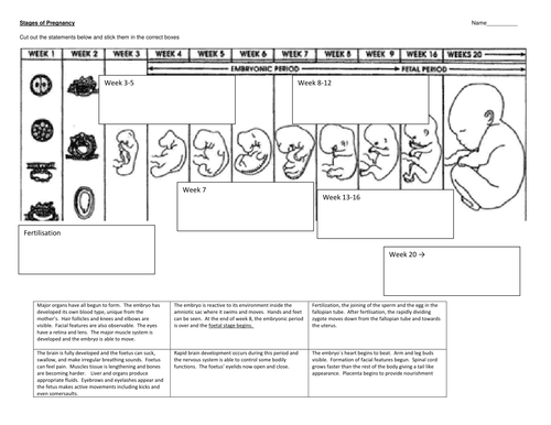 KS3 Unit 7B Biology- Reproduction WORKSHEETS only | Teaching Resources