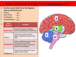 Structure and Function of the Brain - Localisation of Brain Functions ...