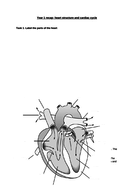 Control of heart rate- AQA A level Biology | Teaching Resources