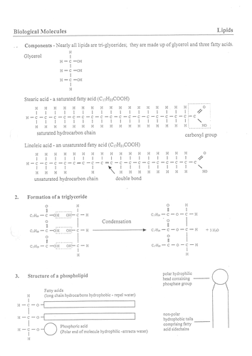Lipids - Biological molecules. AQA A-level biology 7401 | Teaching ...