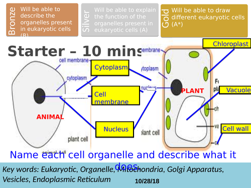 IB Biology SL Unit 1 Eukaryotic Cells | Teaching Resources