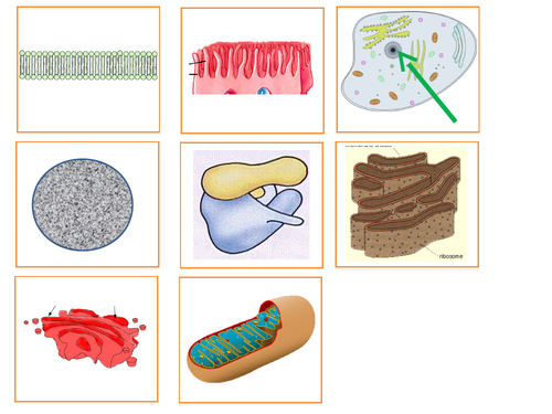 IB Biology SL Unit 1 Eukaryotic Cells | Teaching Resources
