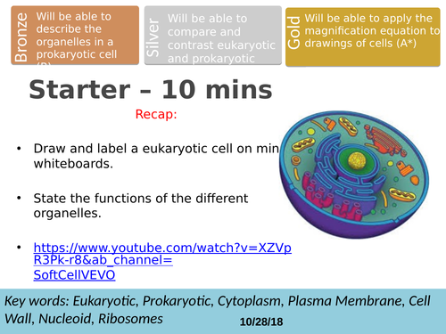 IB Biology SL Unit 1 Prokaryotic Cells | Teaching Resources