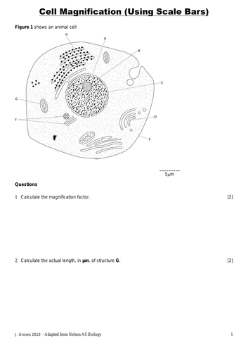 IB Biology SL Unit 1 Prokaryotic Cells | Teaching Resources