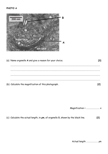 IB Biology SL Unit 1 Prokaryotic Cells | Teaching Resources