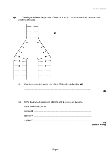 IB Biology HL Unit 7 DNA Replication | Teaching Resources