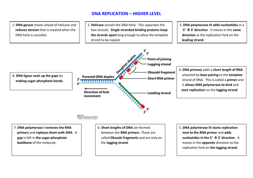 IB Biology HL Unit 7 DNA Replication | Teaching Resources