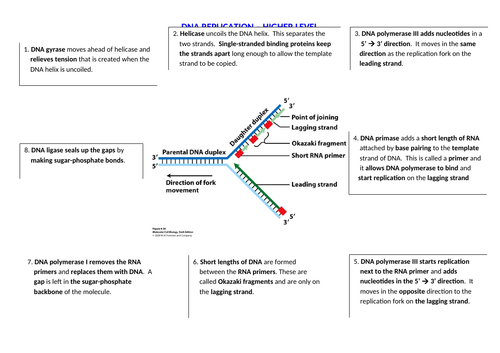 IB Biology HL Unit 7 DNA Replication | Teaching Resources