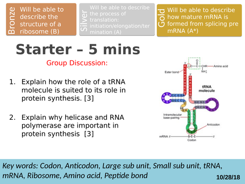 IB Biology HL Unit 7 - Transcription and Translation | Teaching Resources