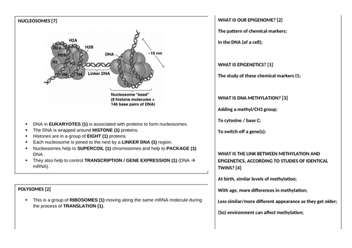 IB Biology HL Unit 7 Nucleosomes, Epigenetics and DNA methylation ...
