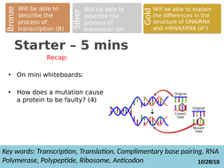 IB Biology SL Unit 2 - Transcription and translation | Teaching Resources