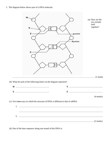 IB Biology SL Unit 2 - Transcription and translation | Teaching Resources
