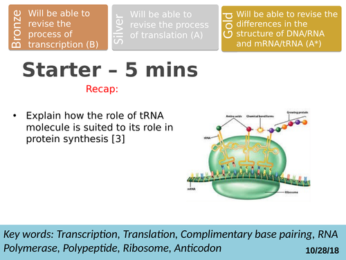 IB Biology SL Unit 2 - Transcription and translation | Teaching Resources