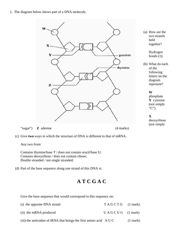 IB Biology SL Unit 2 - Transcription and translation | Teaching Resources