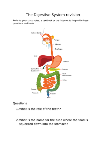 Digestive System revision | Teaching Resources Digestive System revision | Teaching Resources