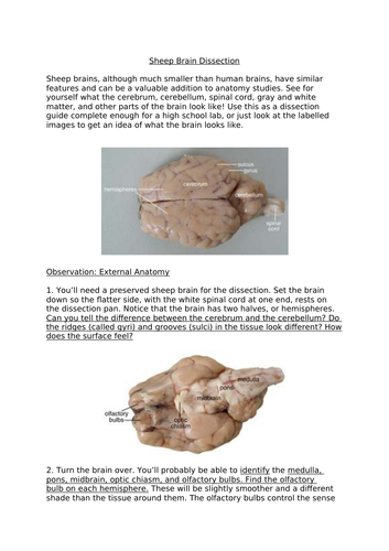 Sheep Brain Dissection | Teaching Resources