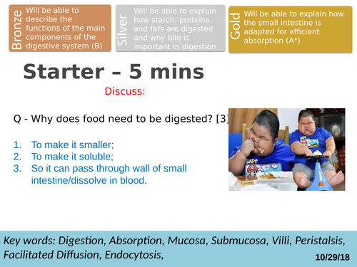 IB Biology SL Unit 6 - Digestion and absorption | Teaching Resources