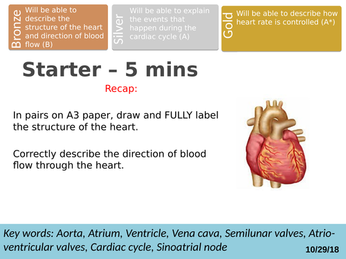 IB Biology SL Unit 6 - The Heart, Cardiac cycle and heart dissection ...