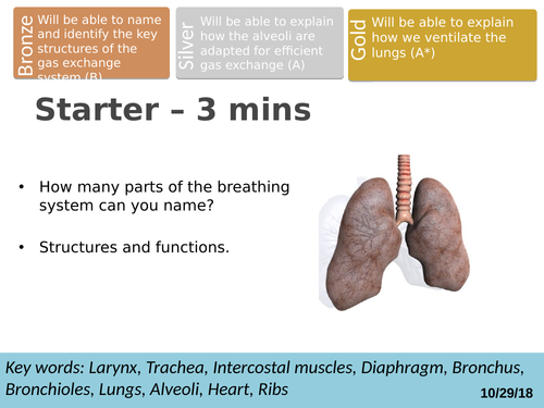 IB Biology SL Unit 6 - Ventilation and gas exchange | Teaching Resources