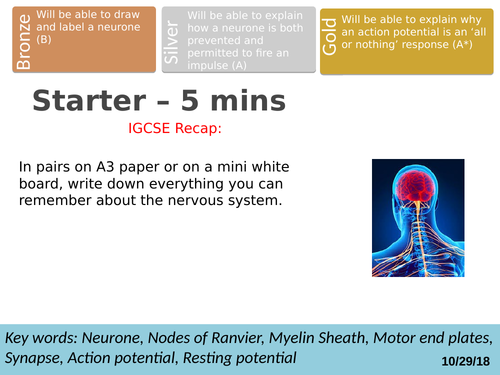 IB Biology SL Unit 6 - Neurones, synapses and nerve impulses / action ...