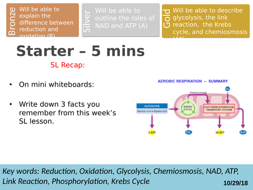 IB Biology HL Unit 8 - Aerobic Respiration, Glycolysis, Link Reaction ...