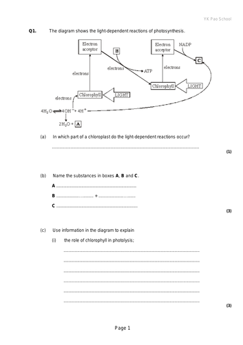 IB Biology HL Unit 8 - Photosynthesis | Teaching Resources