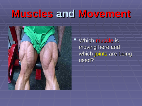 muscles and movement in sport | Teaching Resources