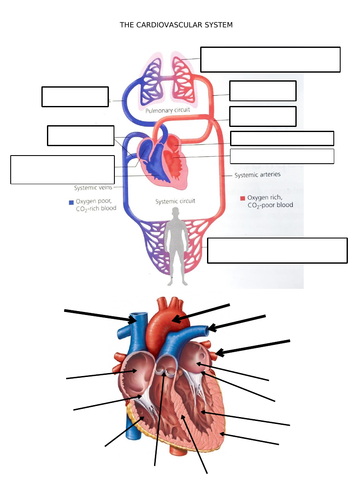 OCR A LEVEL PE- The Cardiovascular System | Teaching Resources OCR A LEVEL PE- The Cardiovascular System | Teaching Resources