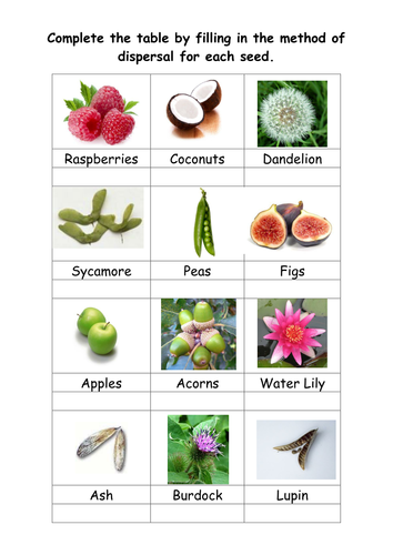 KS3 Unit 8B Biology - Classification - WORKSHEETS ONLY (reproduction ...