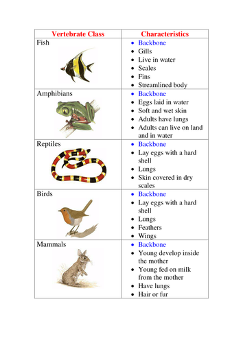 KS3 Unit 8B Biology - Classification - WORKSHEETS ONLY (reproduction ...