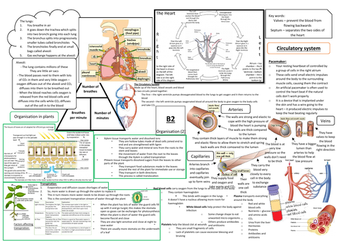AQA GCSE Biology (9-1) B2 Double and Triple Science Revision Summary Sheets | Teaching Resources