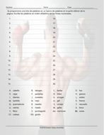 People Descriptions Alphabetical Order I Spanish Worksheet | Teaching ...