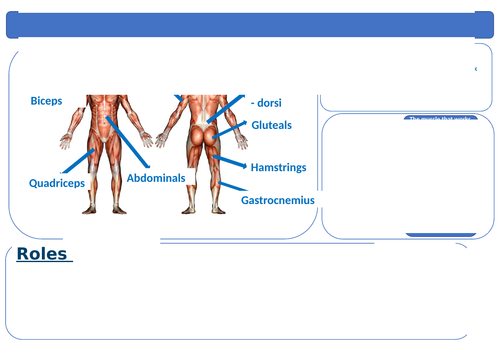 OCR GCSE PE Muscular System Knowleadge Organiser | Teaching Resources