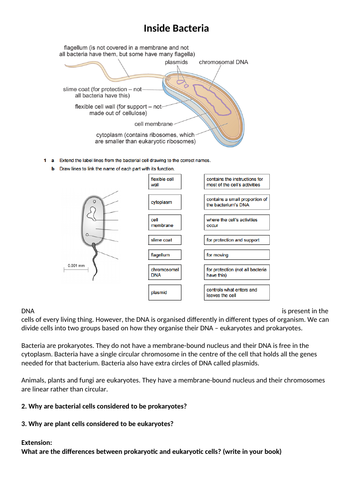 Inside Bacteria Edexcel CB1 SB1 | Teaching Resources