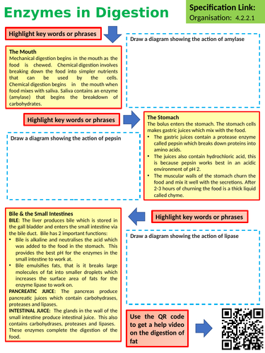AQA GCSE Biology (Science) Enzymes in Digestion Lesson | Teaching Resources