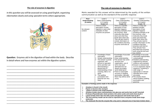 Aqa Gcse Biology Science Enzymes In Digestion Lesson Teaching Resources
