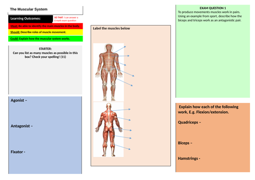 Muscular Learning Mat | Teaching Resources