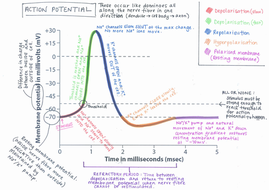 Neurons - Action Potential | Teaching Resources