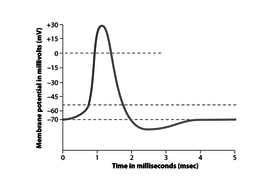 Neurons - Action Potential | Teaching Resources